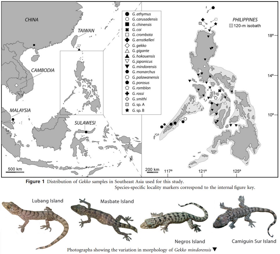 Species New to Science: [Herpetology • 2012] Did Gekko Geckos Ride the ...