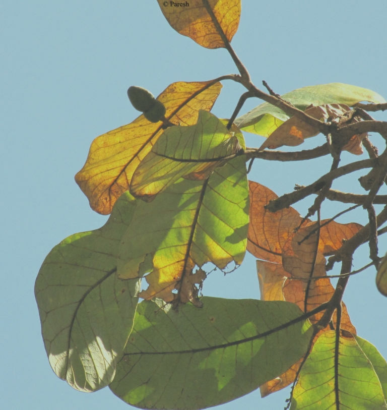 Gifting Trees...: Tree Terminal - Continued