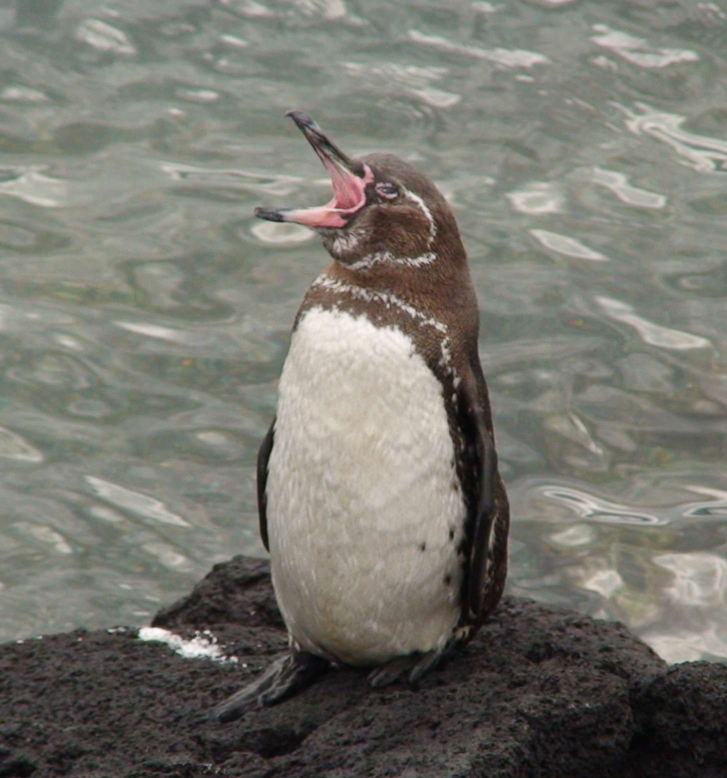 An Unfittie's Guide to Adventurous Travel: Tree-hugging liberal cries ...