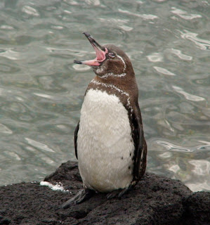 An Unfittie's Guide to Adventurous Travel: Tree-hugging liberal cries ...