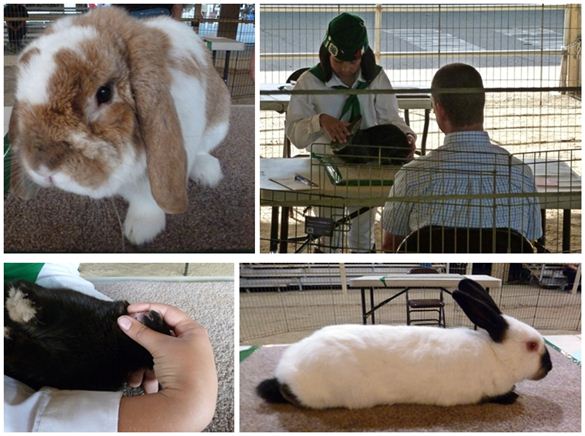 Welcome To The Rabbit Geek!: Rabbit Showmanship - Yolo County