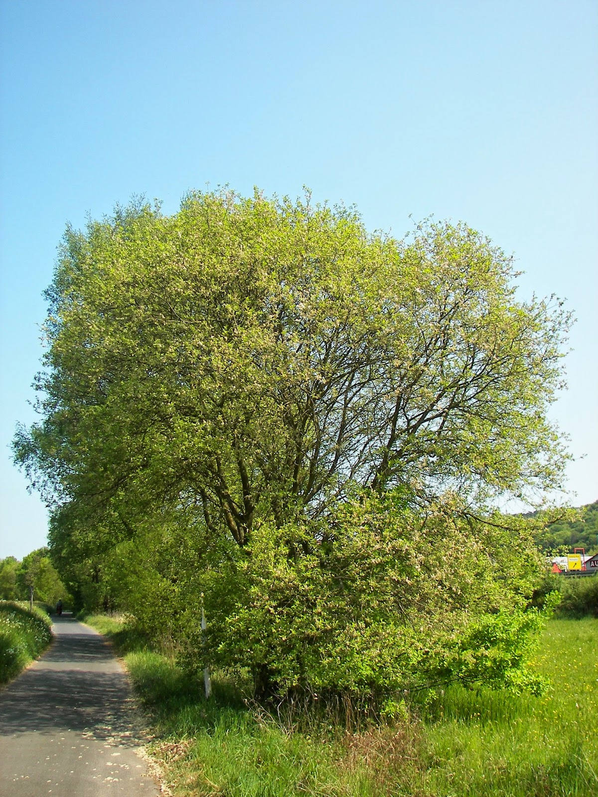 Trees Planet: Salix caprea – Goat Willow – Sallow