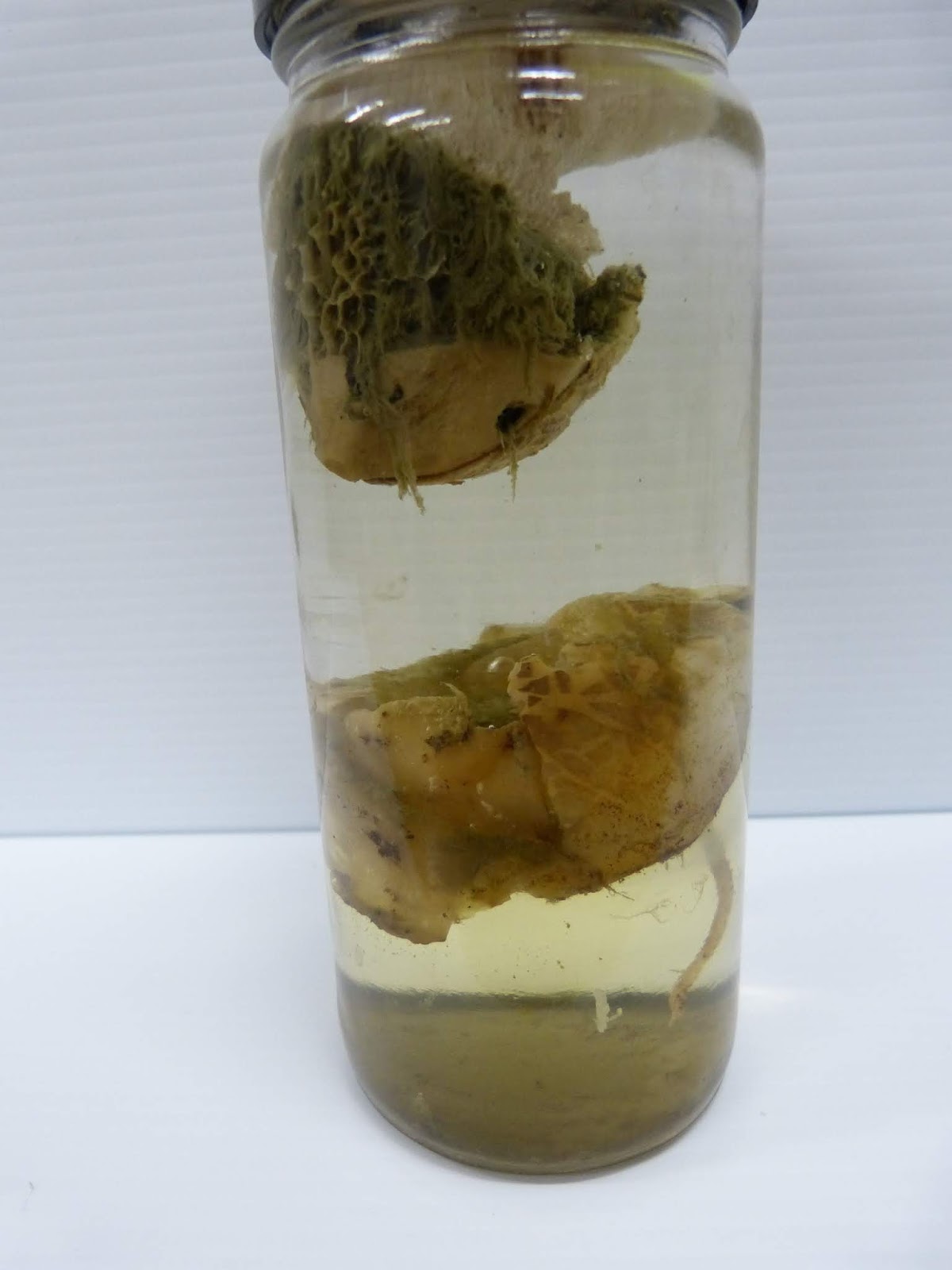 Specimen of the Month: Stinkhorns