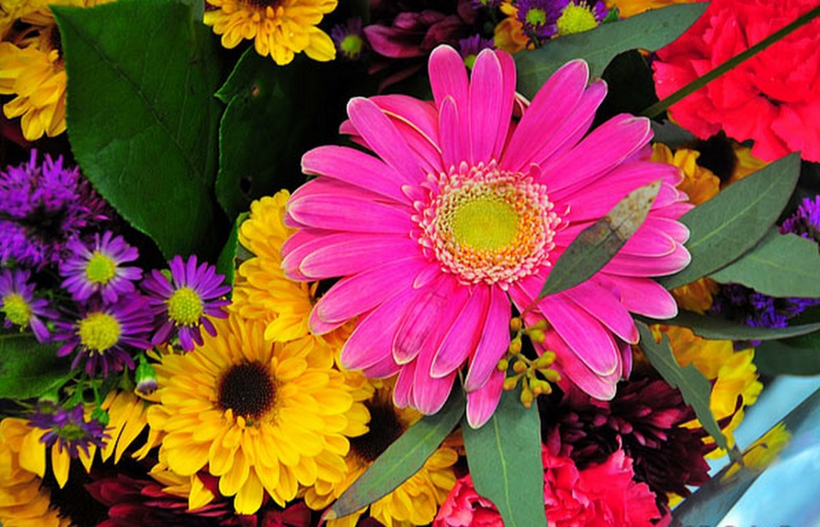 El arte es su máxima expresión : Imágenes de flores