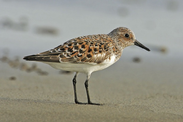 Cara Membedakan Cerek, Trinil, dan Kedidi - EDUBIO