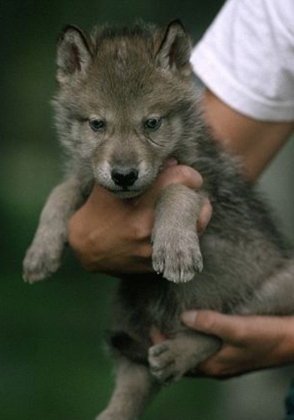 White Wolf : Call of the wild: Stunning images capture couple's ...