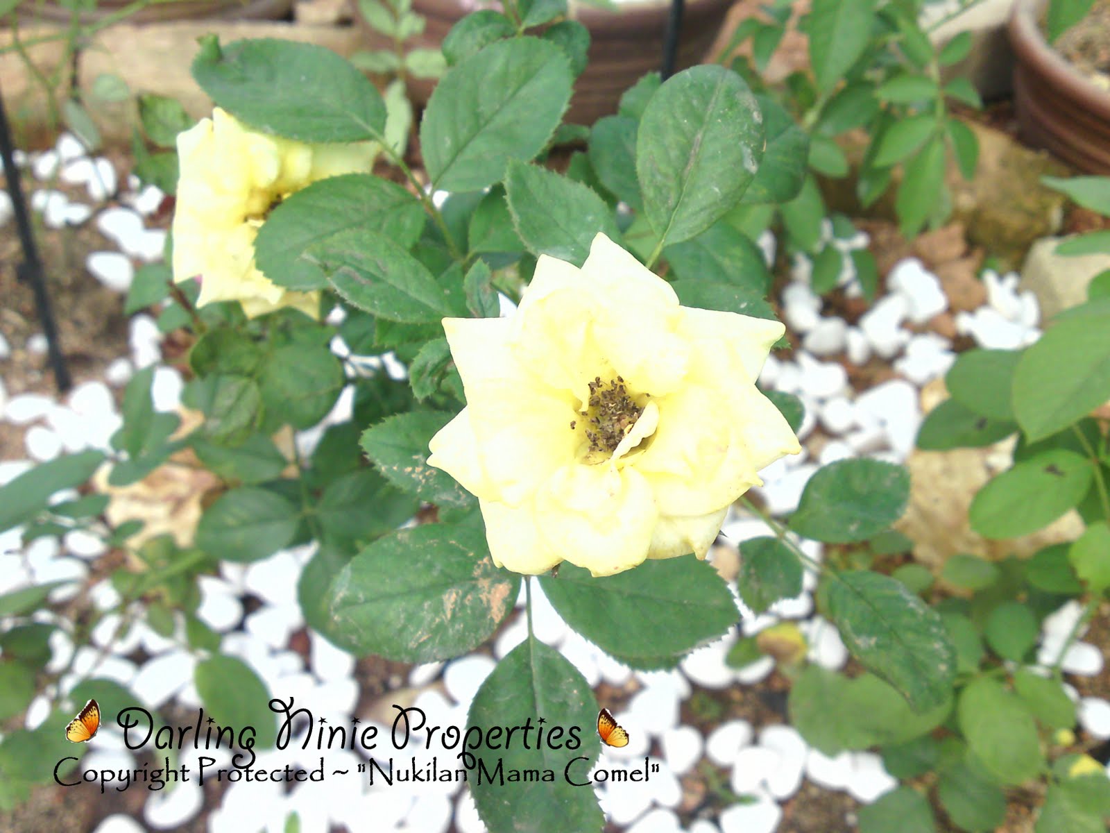 Taman Bunga Ros Suamiku. Wanginya Bunga Itu.... | Darling Ninie