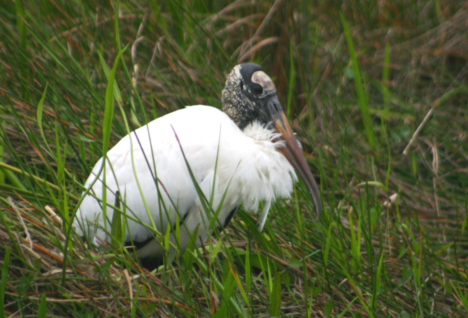 Cannundrums: Wood Stork
