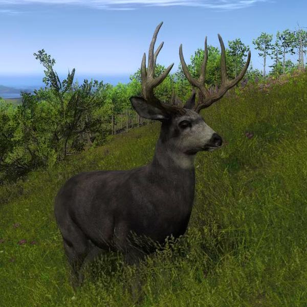 TheHunterDicas-Br: Animais - Veado Mula