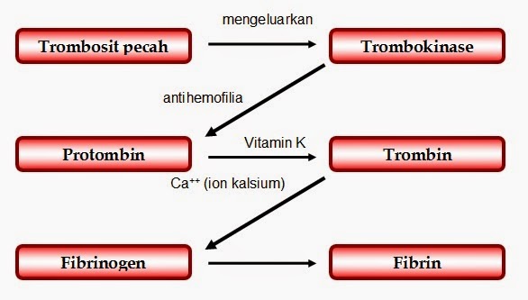 Mekanisme Pembekuan Darah ~ Kesehatan Jasmani dan Rohani