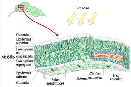Biología Vegetal: Hoja-Flor-Fruto-Semilla