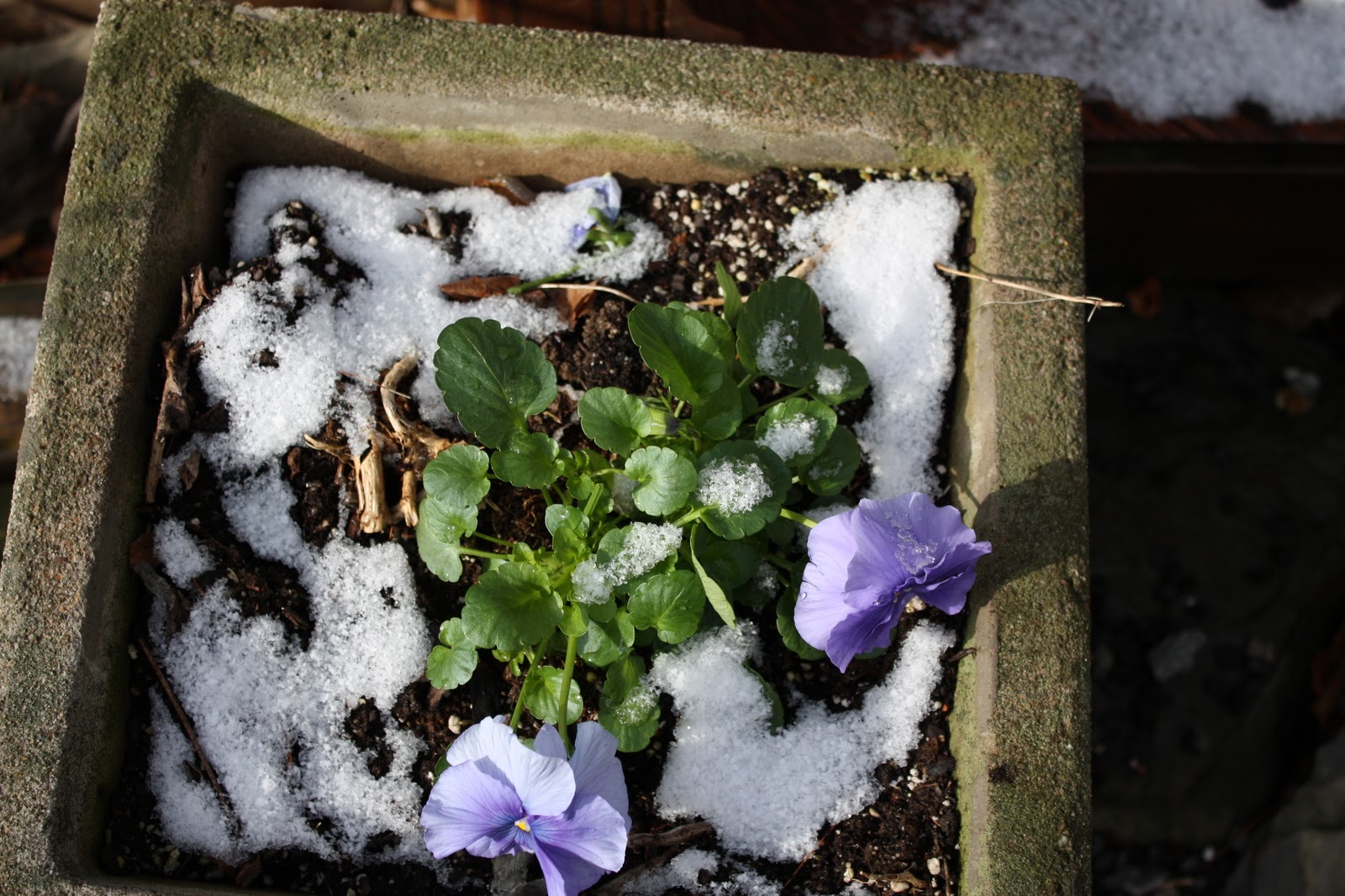 Pat's Addition: March 2011