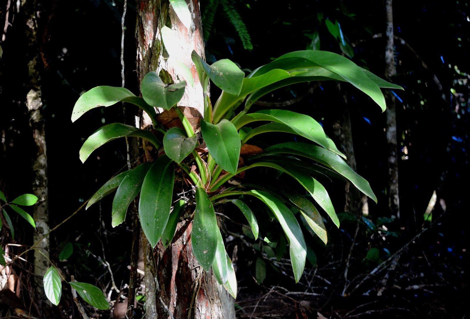 The Kambatik Park, Bintulu.: Epiphytic aroid suitable as shade plant