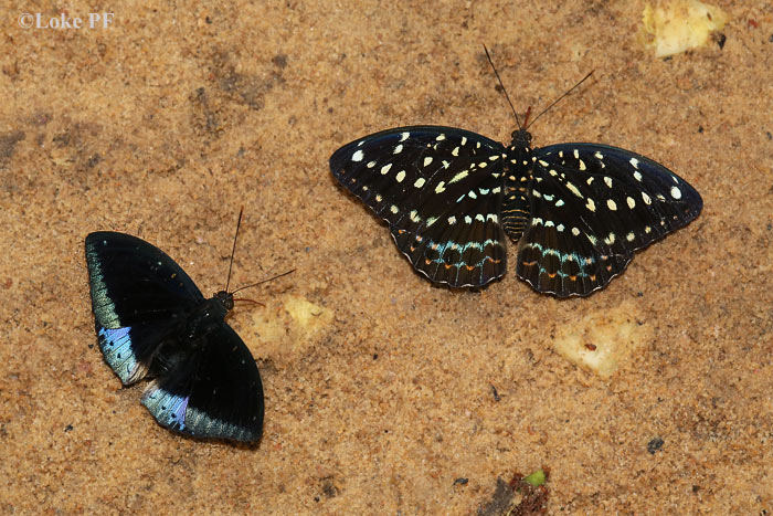 Butterflies of Singapore: Sexual Dimorphism - Part 2