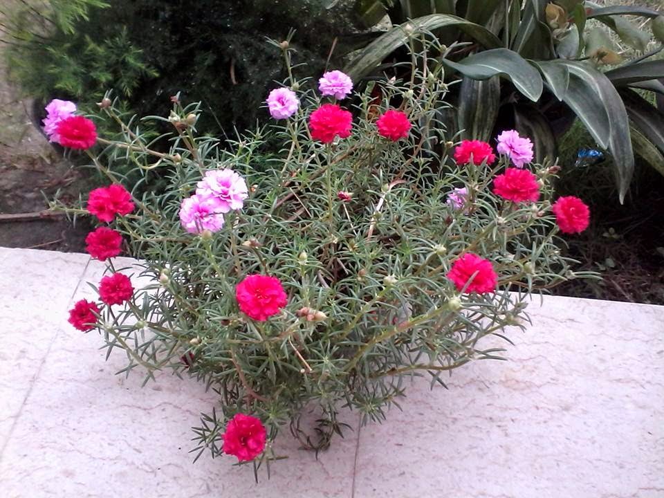 Rumah Bunga Neisha: RUMAH BUNGA NEISHA - Membuat Sutra Bombay Rajin ...