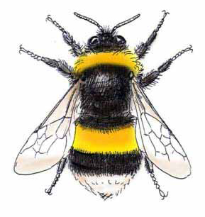Tankar vid midnatt: Årets första humla...
