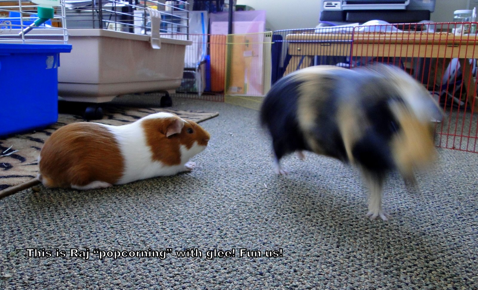 Panda Pig's Peace Sanctuary: Way of the Guinea Pig!: "POPCORNING ...