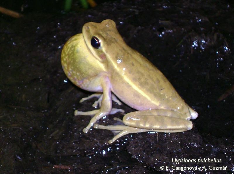 Argentina nativa: Rana trepadora común (Boana pulchella)