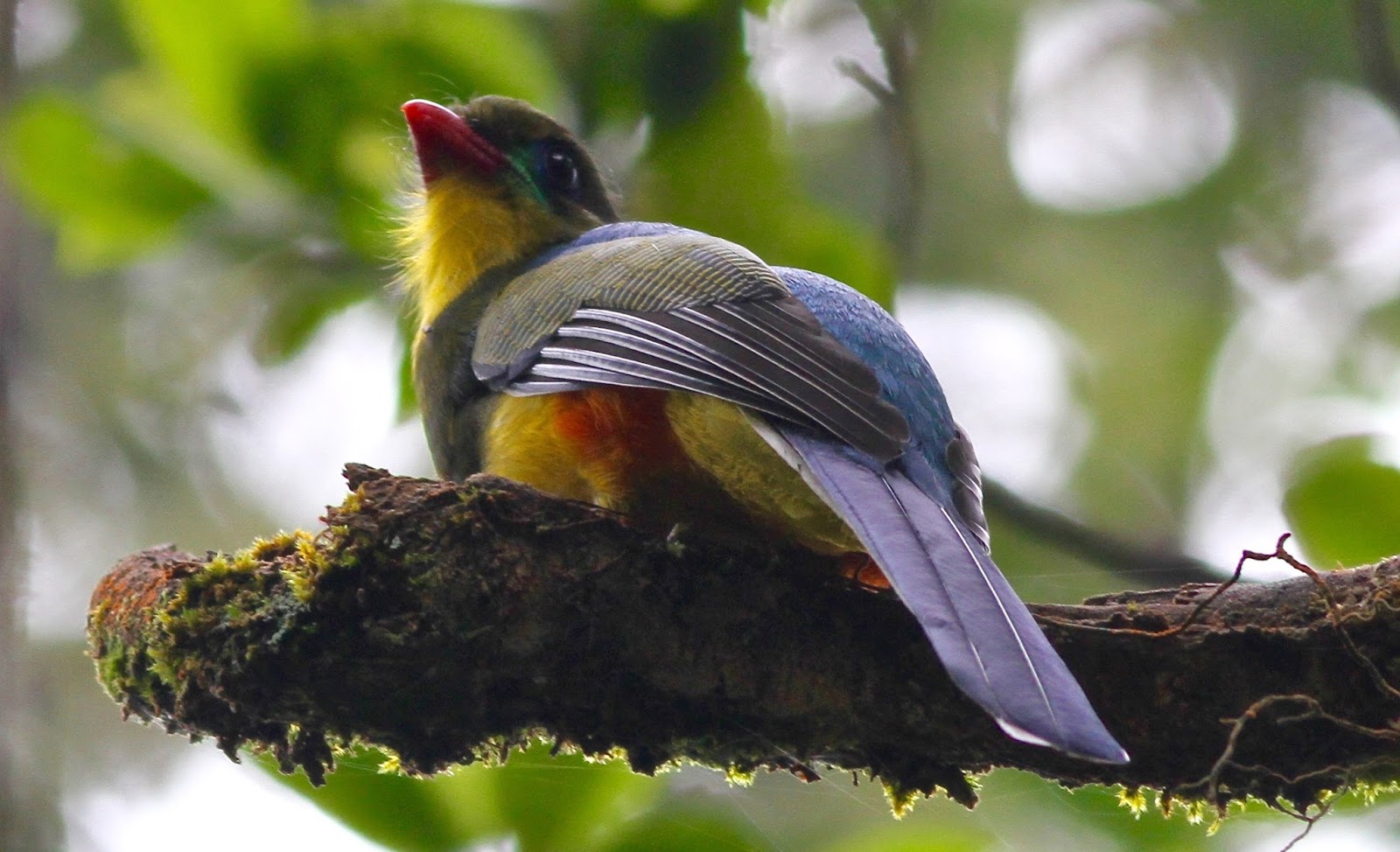 A Welsh Birder Abroad: Java in the Rainy Season