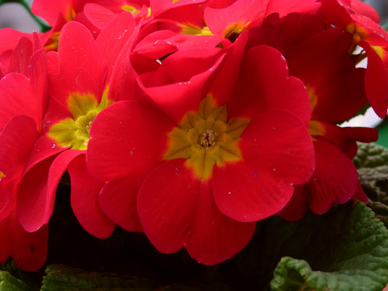 Les photos de Christiane: La primula rossa