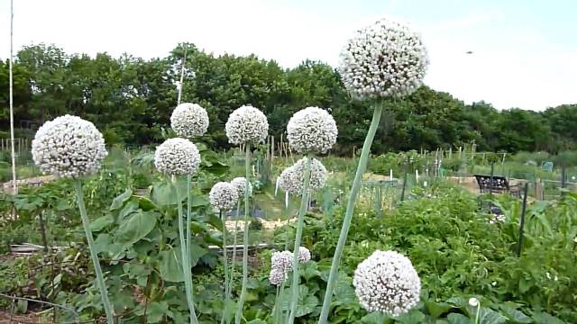 ECOHERBS .....: Jimbu [Allium SP]
