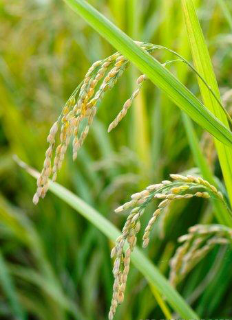 IKHLAS: PADI MENGUNING