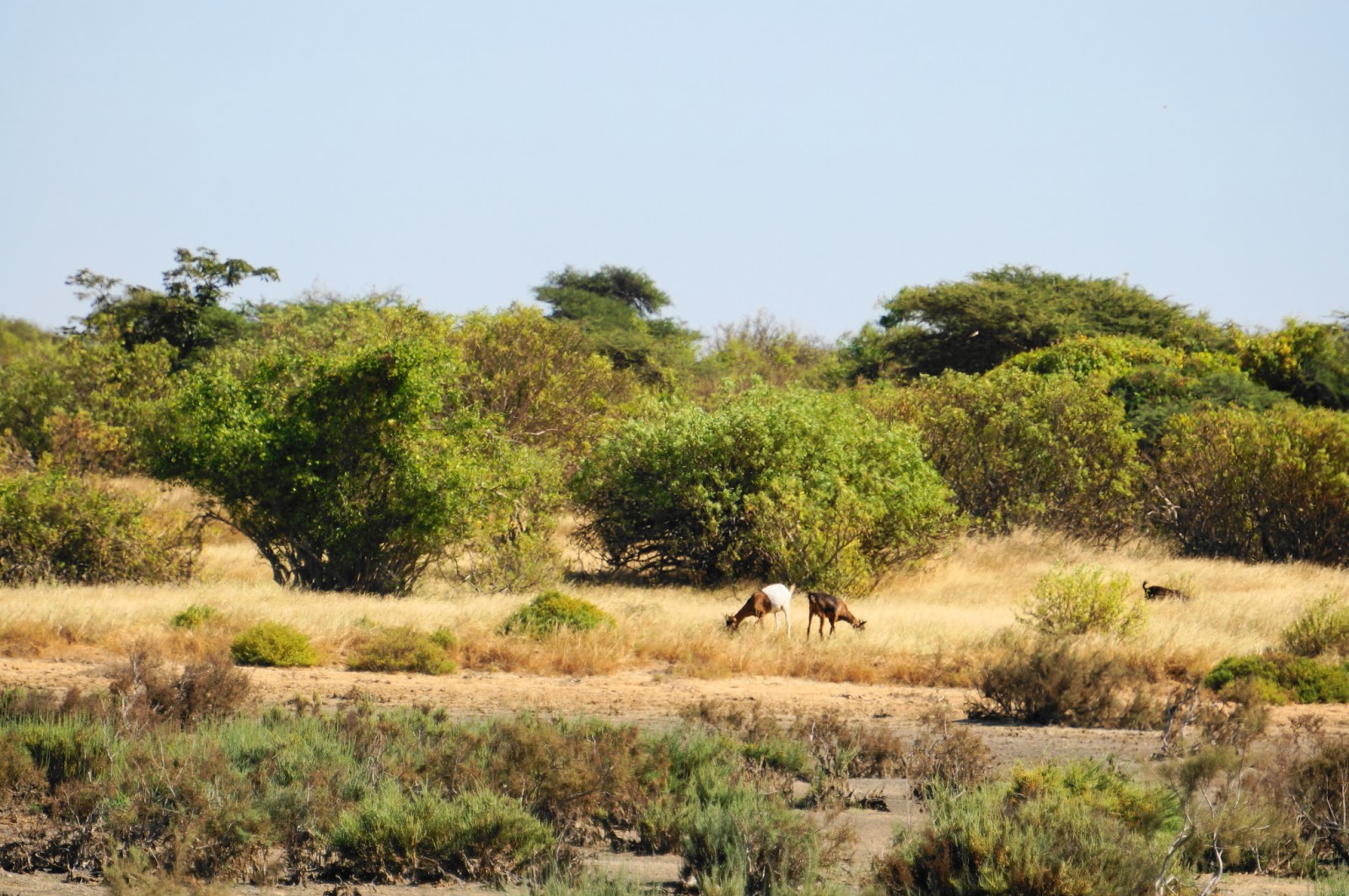Amphibear: Senegal, final destination in Africa