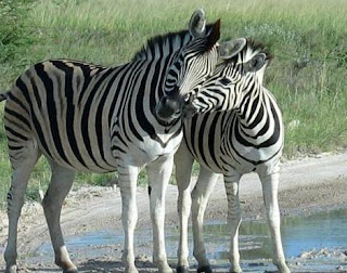 About animals: Important Information About The Zebra Adaptations