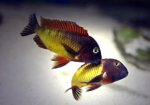 Types of Algae Eaters for Freshwater Tanks: African Chicild