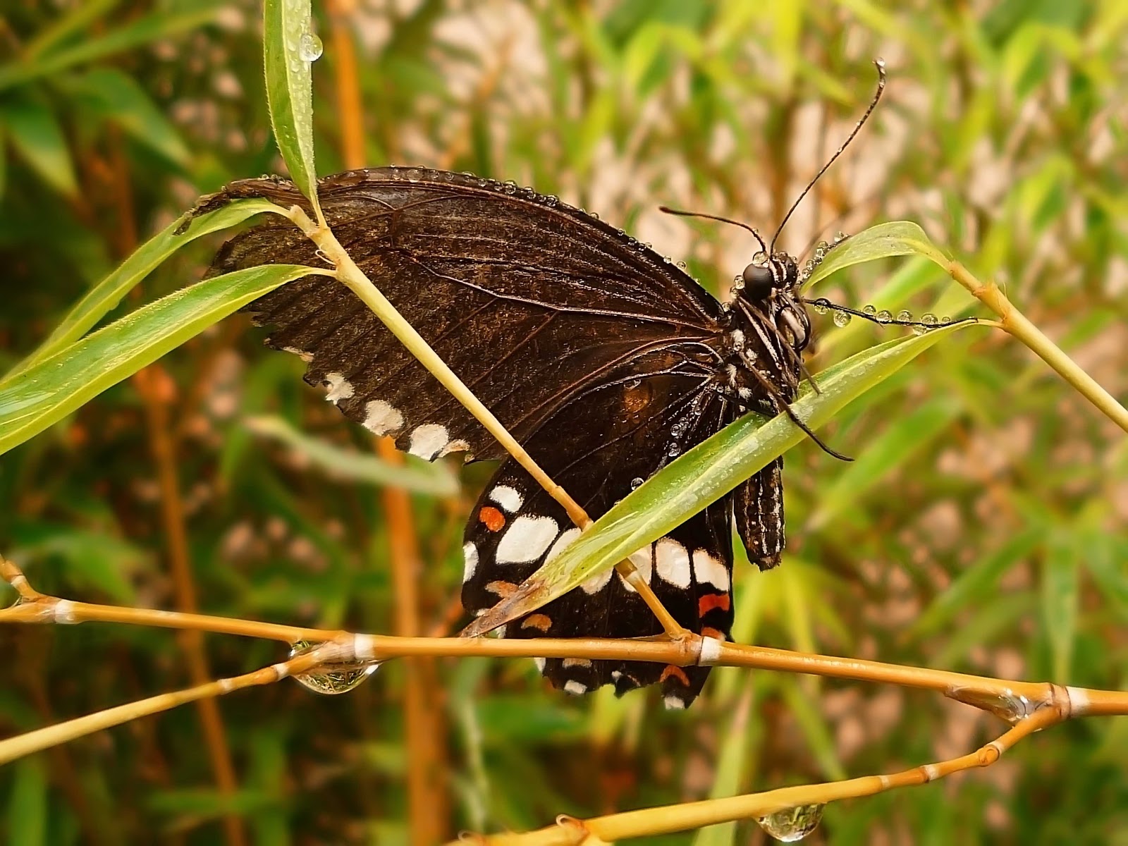 gli insetti: Farfalla