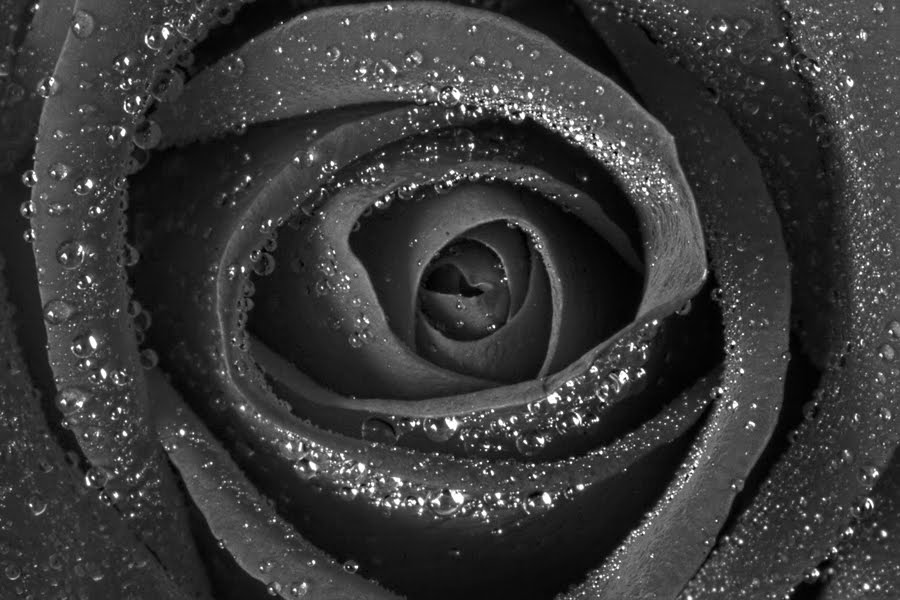 HD WALLPAPERS: Natural Black Roses