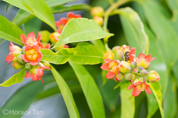 Butterflies of Singapore: Larval Host Plant for Butterflies: Yellow Cow ...