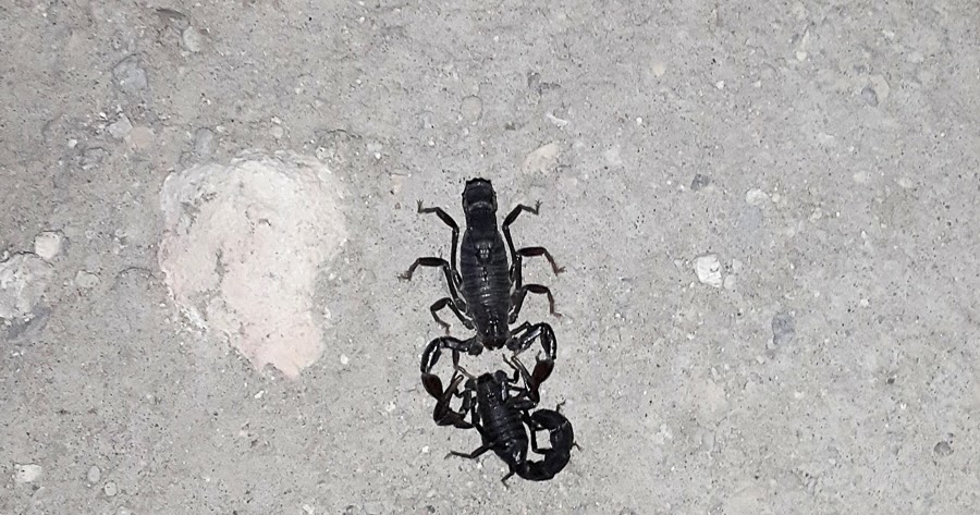 Birds of Saudi Arabia: Arabian Fat-tailed Scorpion in Dhahran – Record ...