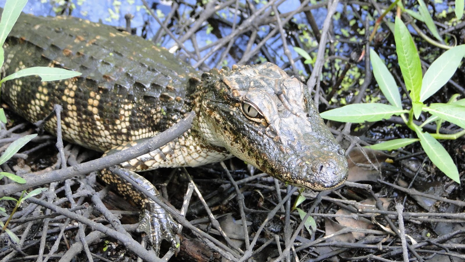 we saw that...: vid: young alligators up close....2015©