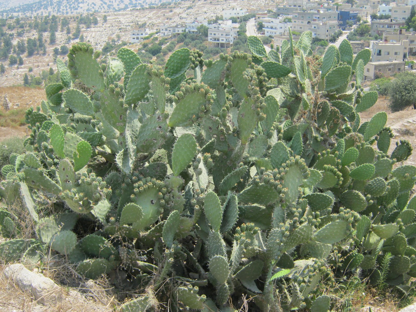 Ol' Big Jim's Place: Flora of Jordan