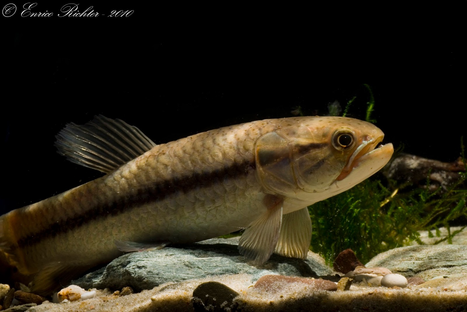 Mania de Aquário: Jeju (Erythrinus sp. e Hoplerythrinus sp.)
