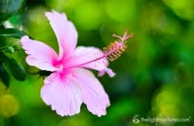 Health,Disease and Genetics: Gudhal flower – Medicinal value