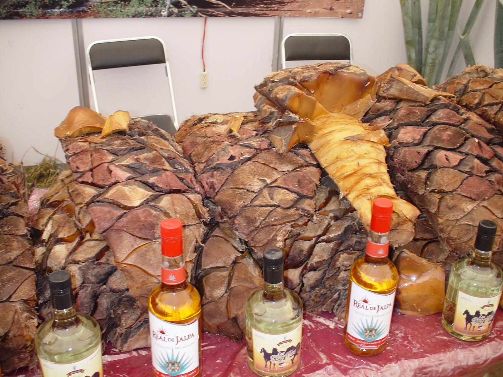 Mezcal de Zacatecas: Denominación de origen del mezcal