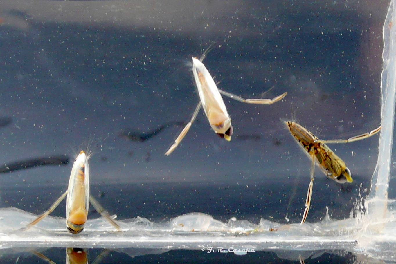 El Gallipato Alcublano: Anisops sardeus, Herrich-Schäffer, 1850