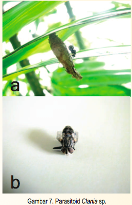 Setora nitens: Informasi Organisme Pengganggu Tanaman CLANIA SP