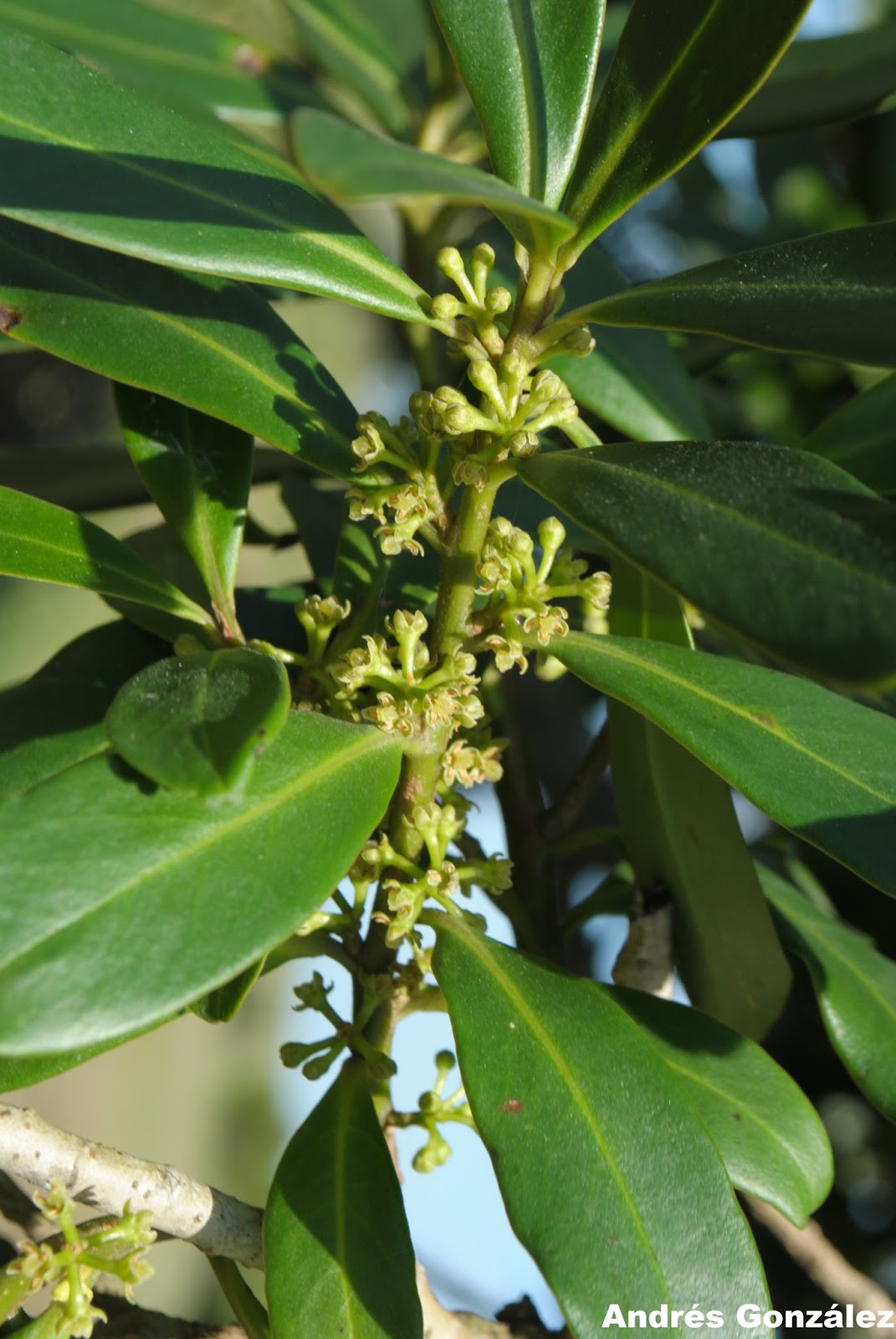 FOTOS DE FLORA NATIVA Y ADVENTICIAS DE URUGUAY : Myrsine laetevirens ...