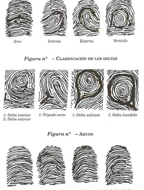 dactiloscopia: DACTILOSCOPIA EN LOS DEDOS