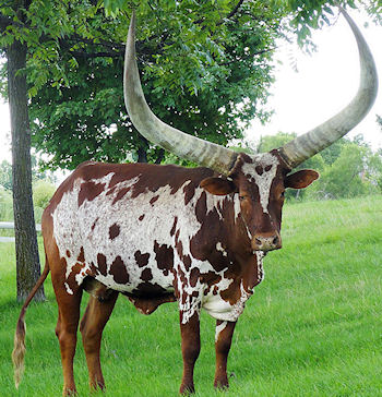 The Presurfer: Glamour Shots Of The World's Sacred Cows