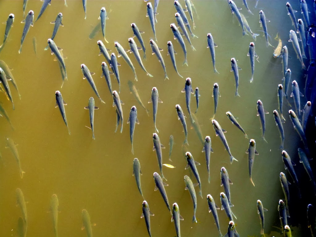 Taxonomía Chordata: Clase Actinopterygii Orden Gadiformes ...