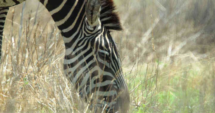 ZEBRA |The Garden of Eaden