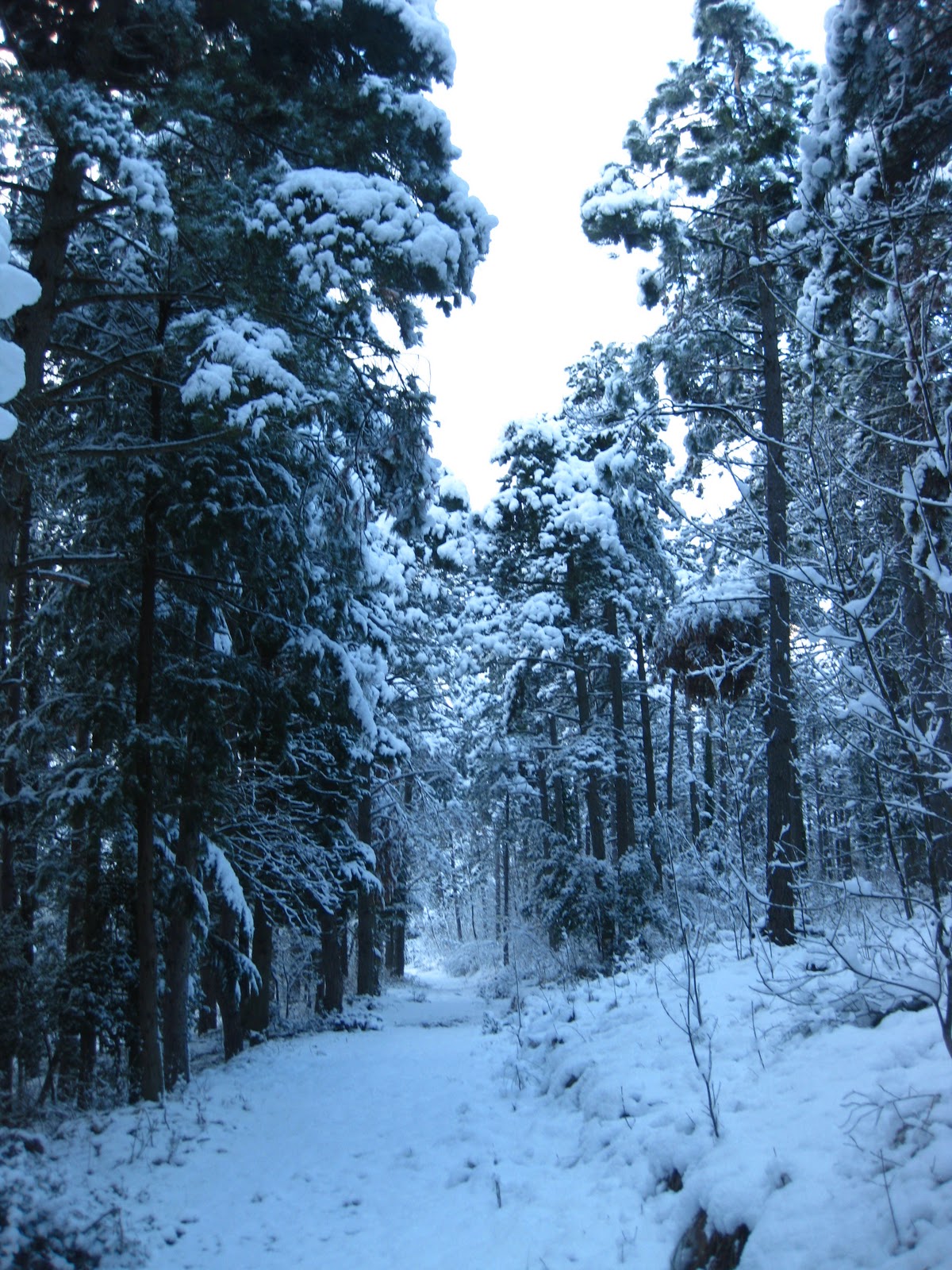 Itineris Mei: Neve tra Cesane e dintorni
