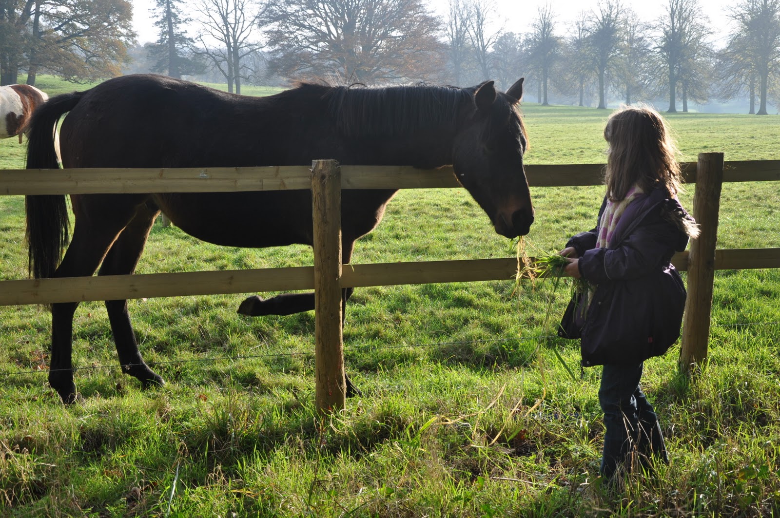 Cats, Dogs and Eiderdowns: Forde Abbey in November