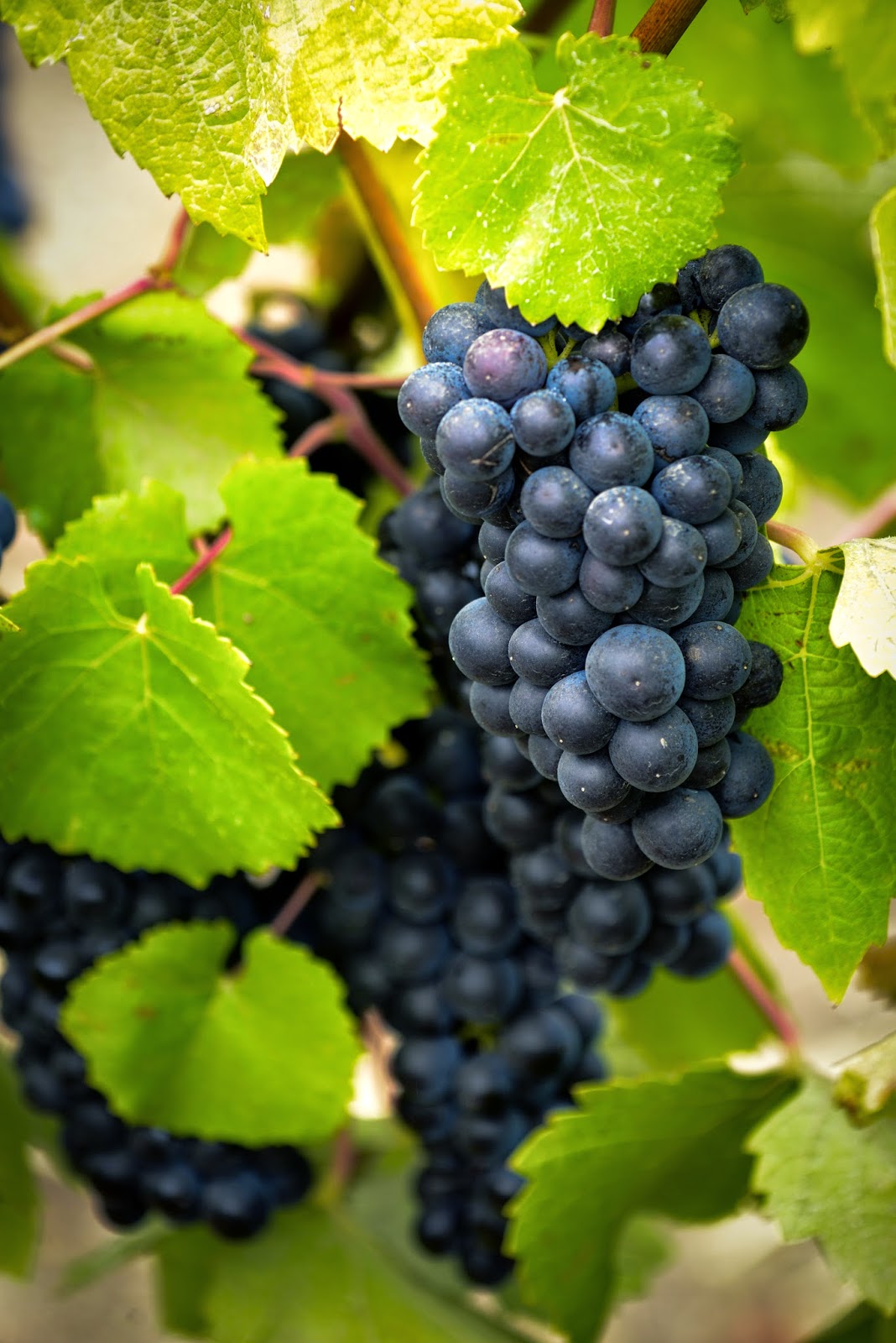 Kimberly Kay Photography