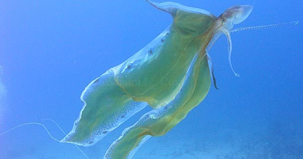 Variety of Life: Octopoda