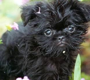 Affen Pinscher (German Affenpinscher, English. Monkey Dog)